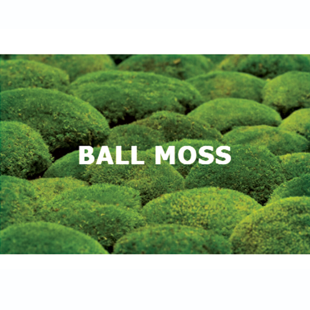 Canopy – Preserved Ball Moss