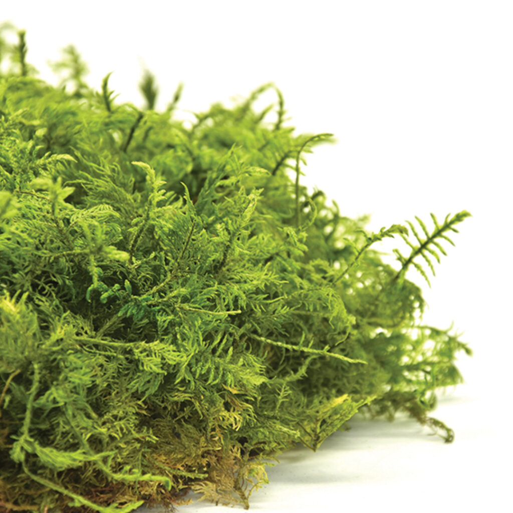 Canopy – Preserved Fern Moss