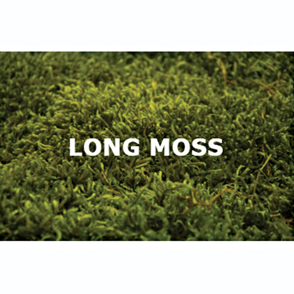 Canopy – Preserved Flat Moss