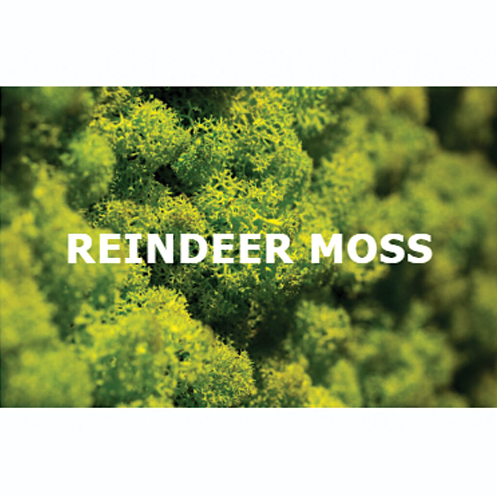 Canopy – Preserved Flat Moss