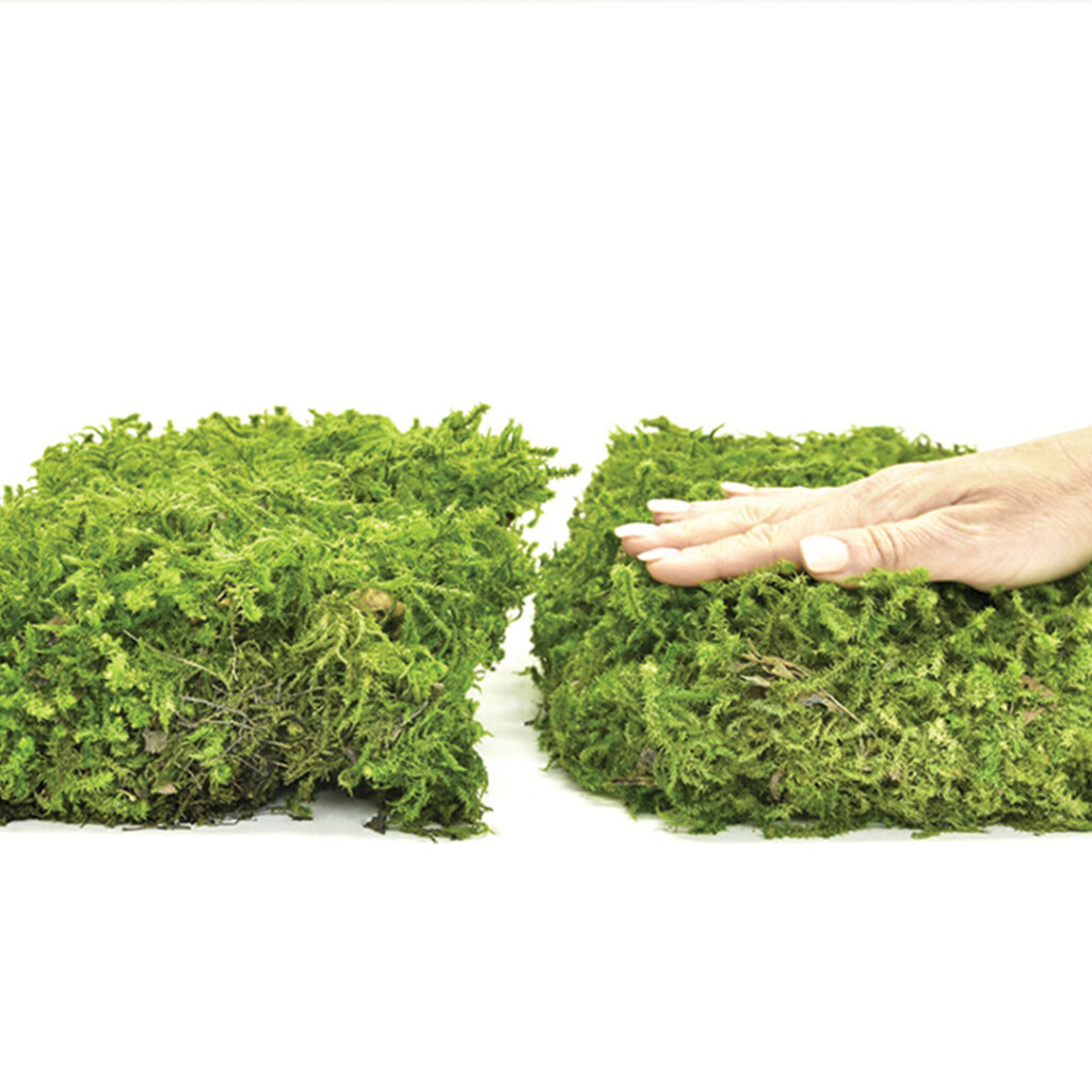 Canopy – Preserved Star Moss