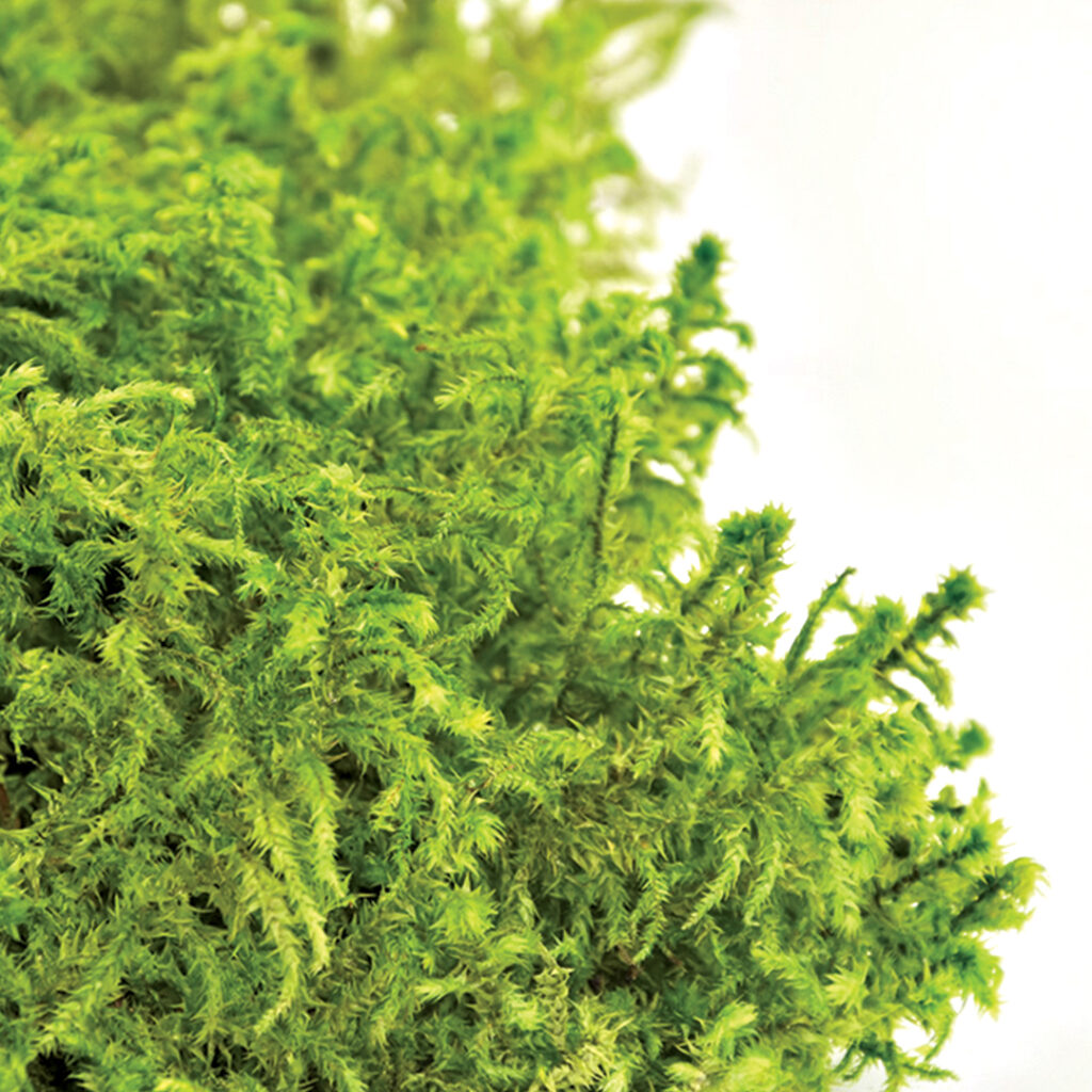 Canopy – Preserved Star Moss