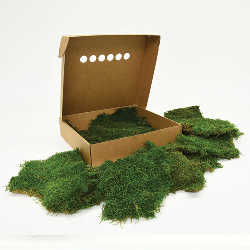 Canopy – Preserved Flat Moss