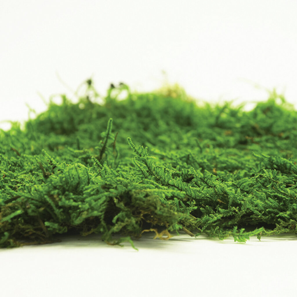 Canopy – Preserved Flat Moss